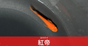 紅帝（こうてい）とは – メダカの種類と特徴を写真付きで解説 | メダカタログ