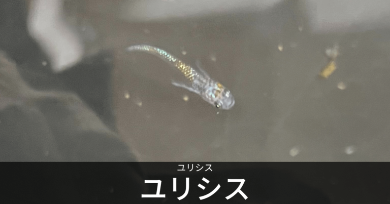 ユリシスとは – メダカの種類と特徴を写真付きで解説 | メダカタログ